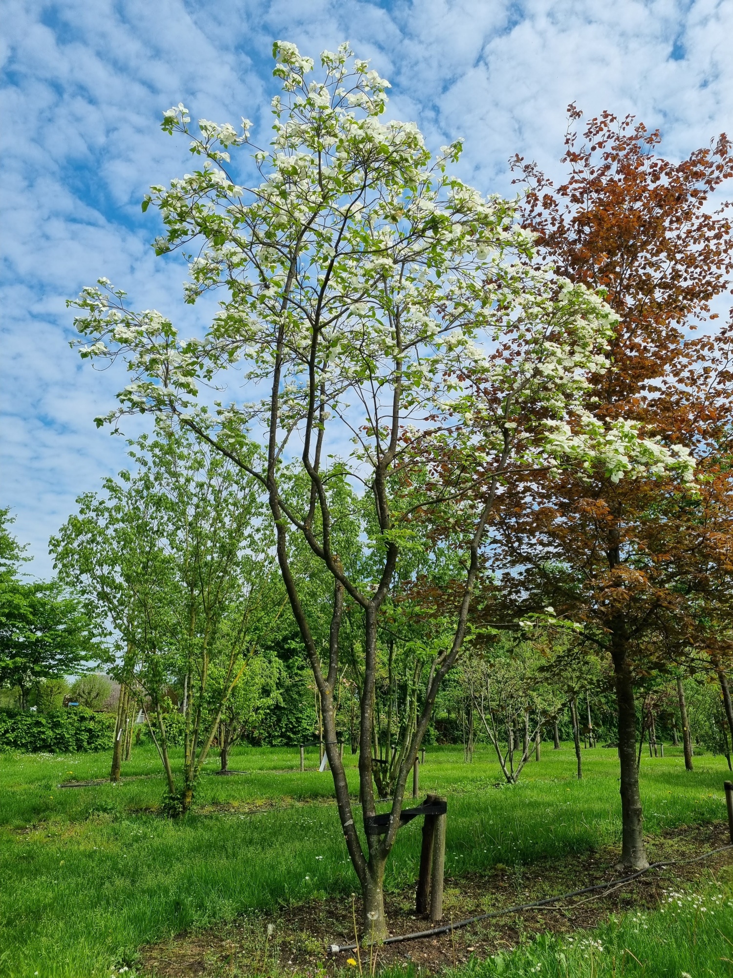 Kornoelje 'Eddie's White Wonder', Cornus 'Eddie's White Wonder' kopen