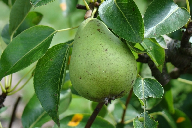 Handpeer 'Williams', Pyrus communis 'Williams' kopen