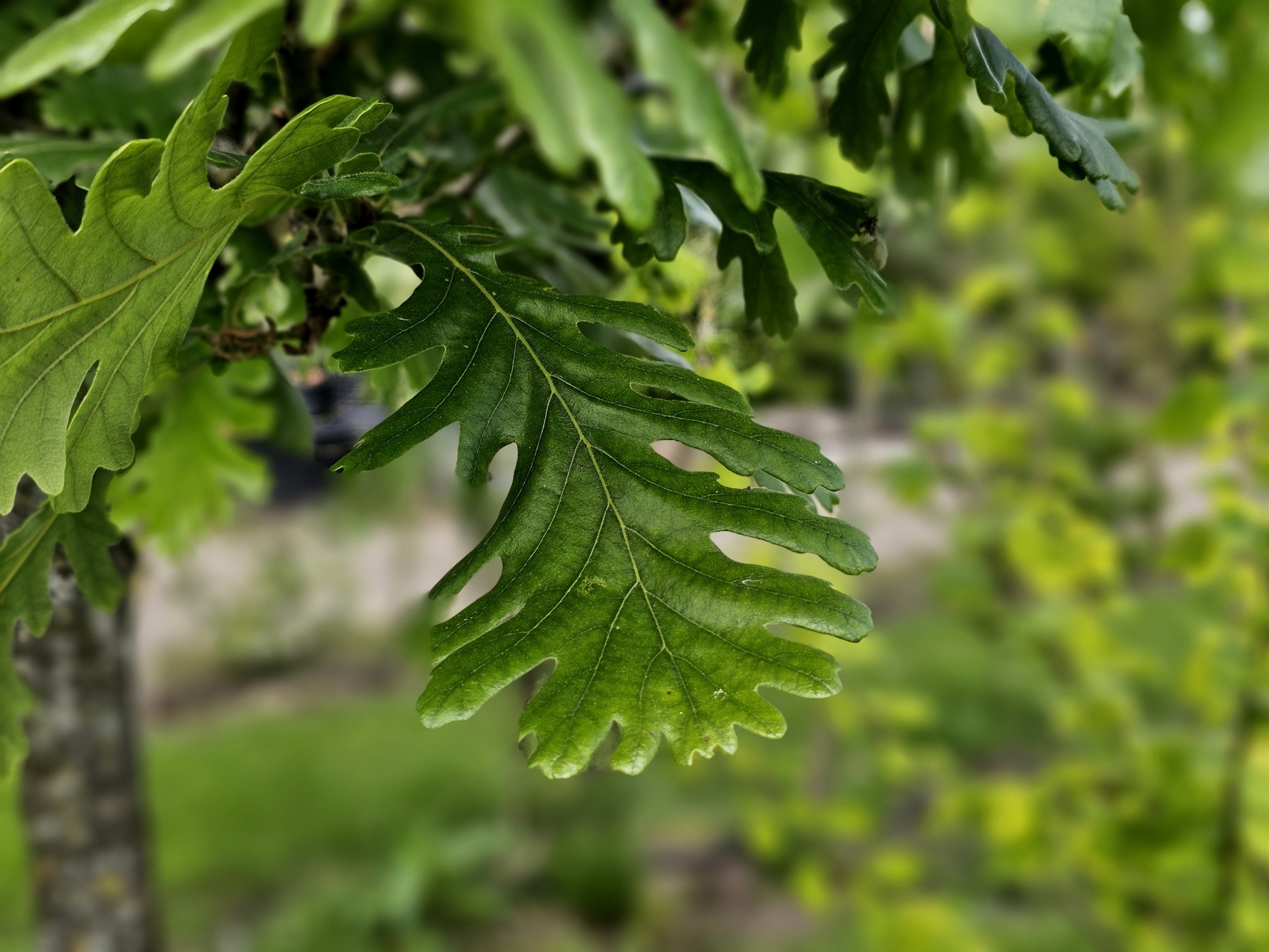 Hongaarse eik, Quercus frainetto kopen