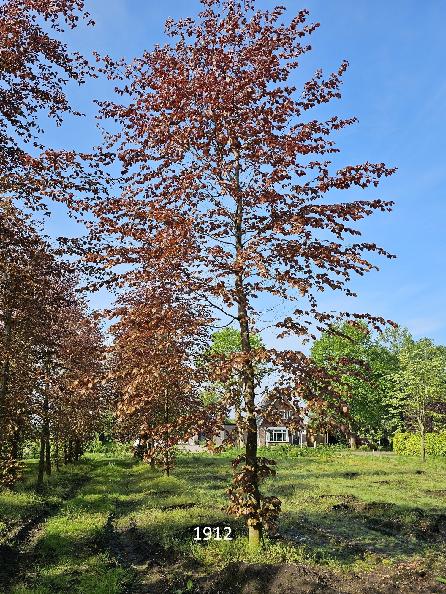 Grote rode beukenboom kopen? | Ten Hoven Bomen