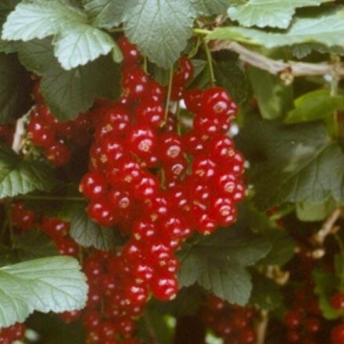 Rode bes 'Jonkheer van Tets', Ribes rubrum 'Jonkheer van Tets' kopen