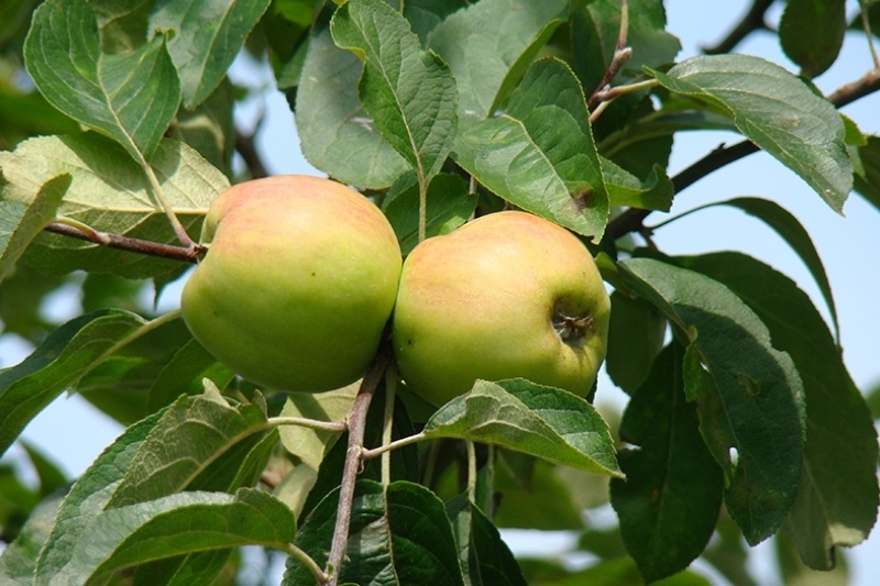 Appel 'Gravensteiner', Malus domestica 'Gravensteiner' kopen