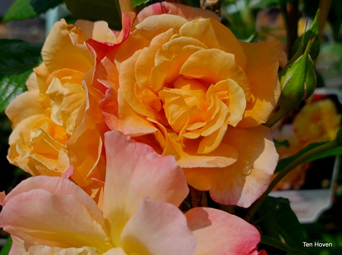 Klimroos 'Moonlight', Rosa (H) 'Moonlight' kopen