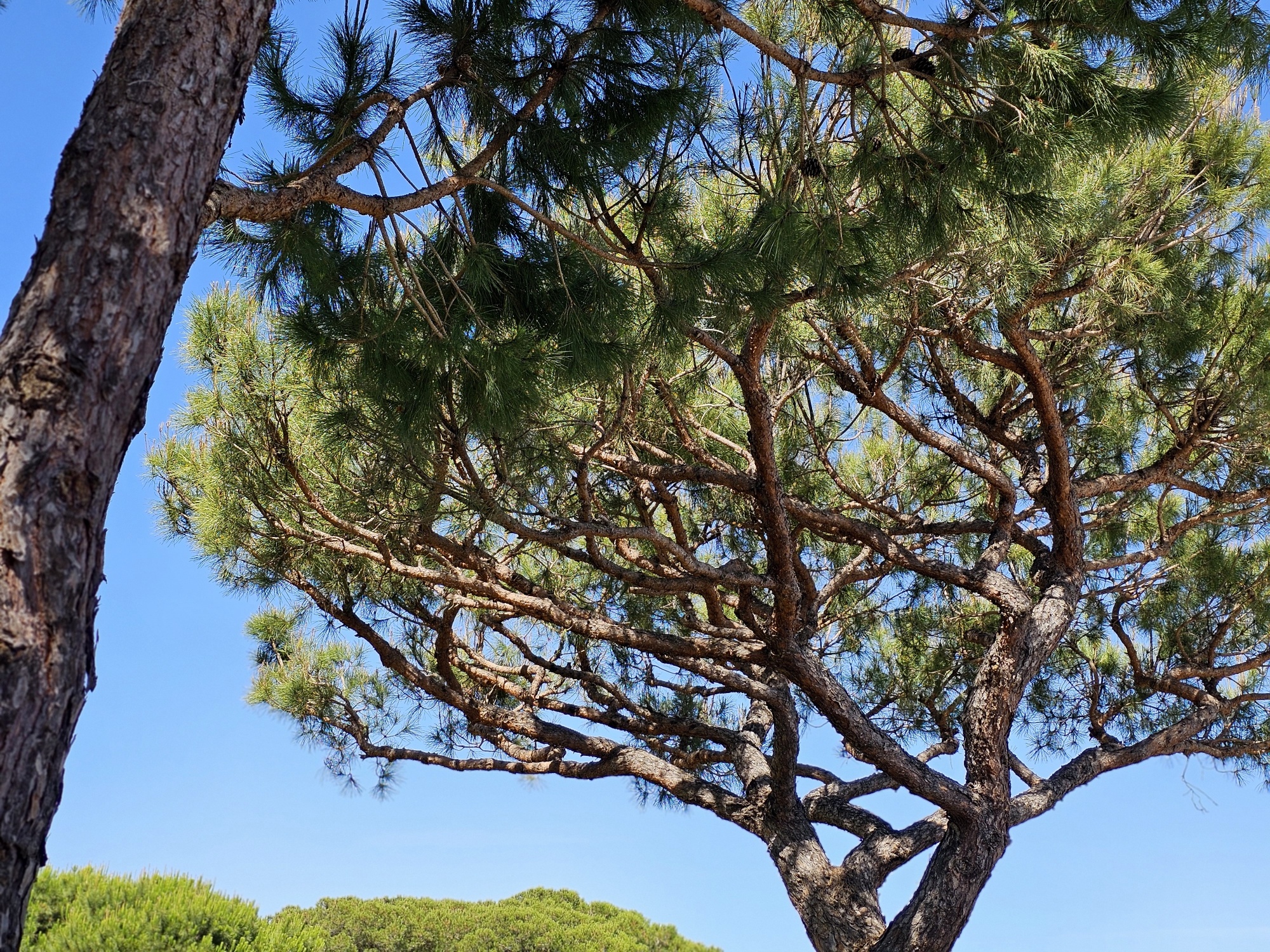 Parasolden, Pinus pinea kopen
