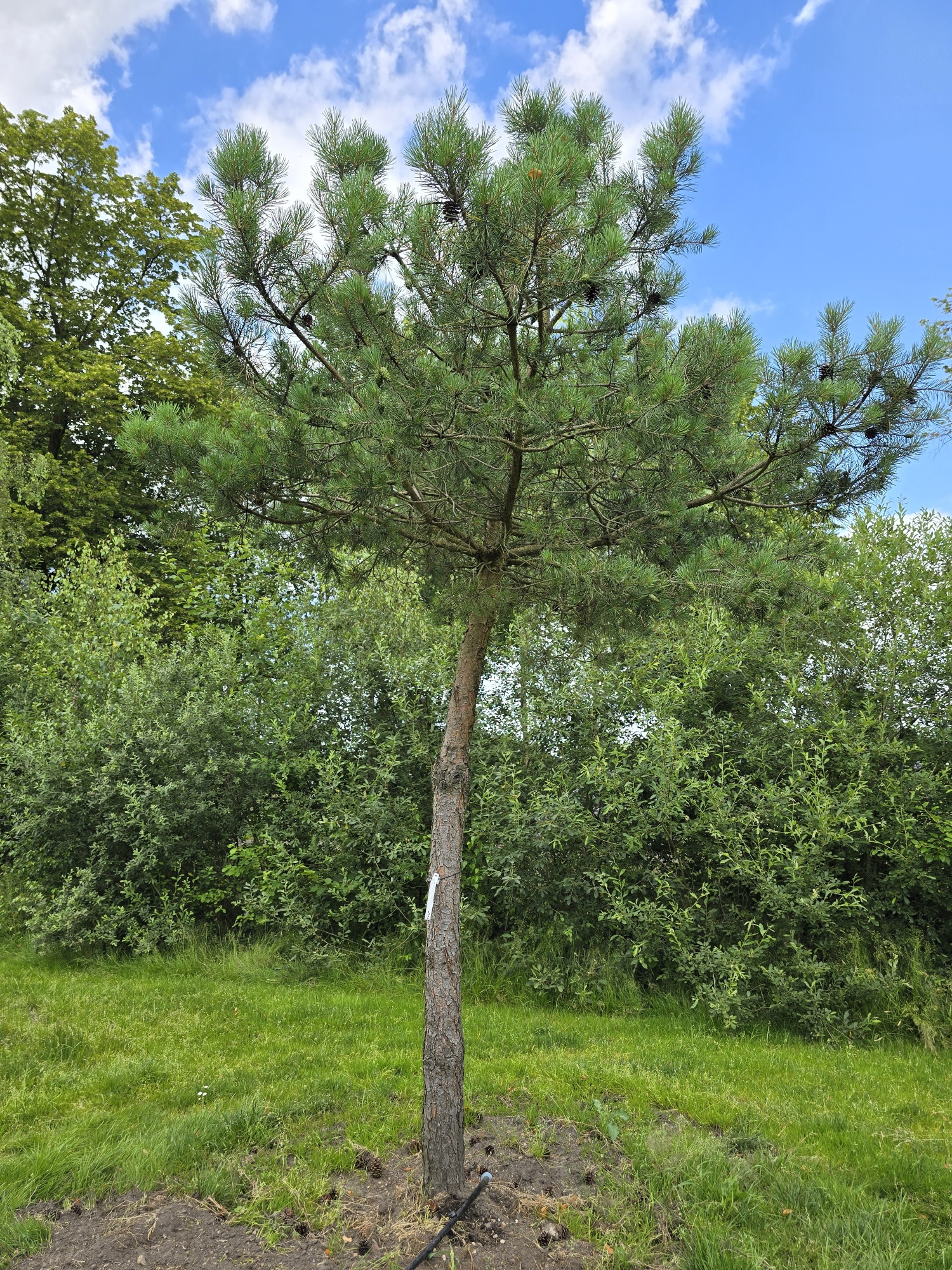 Grove Den, Pinus sylvestris kopen