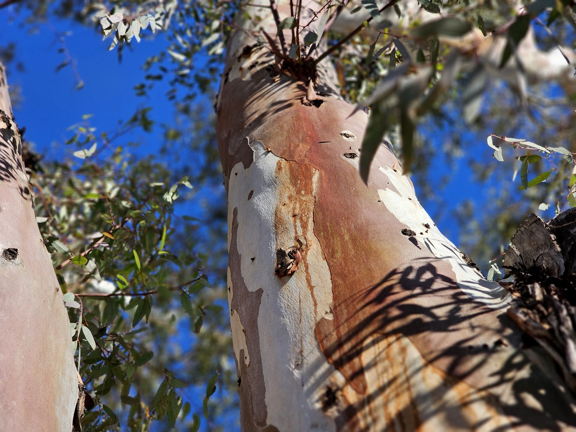 Gomboom, Eucalyptus gunnii kopen