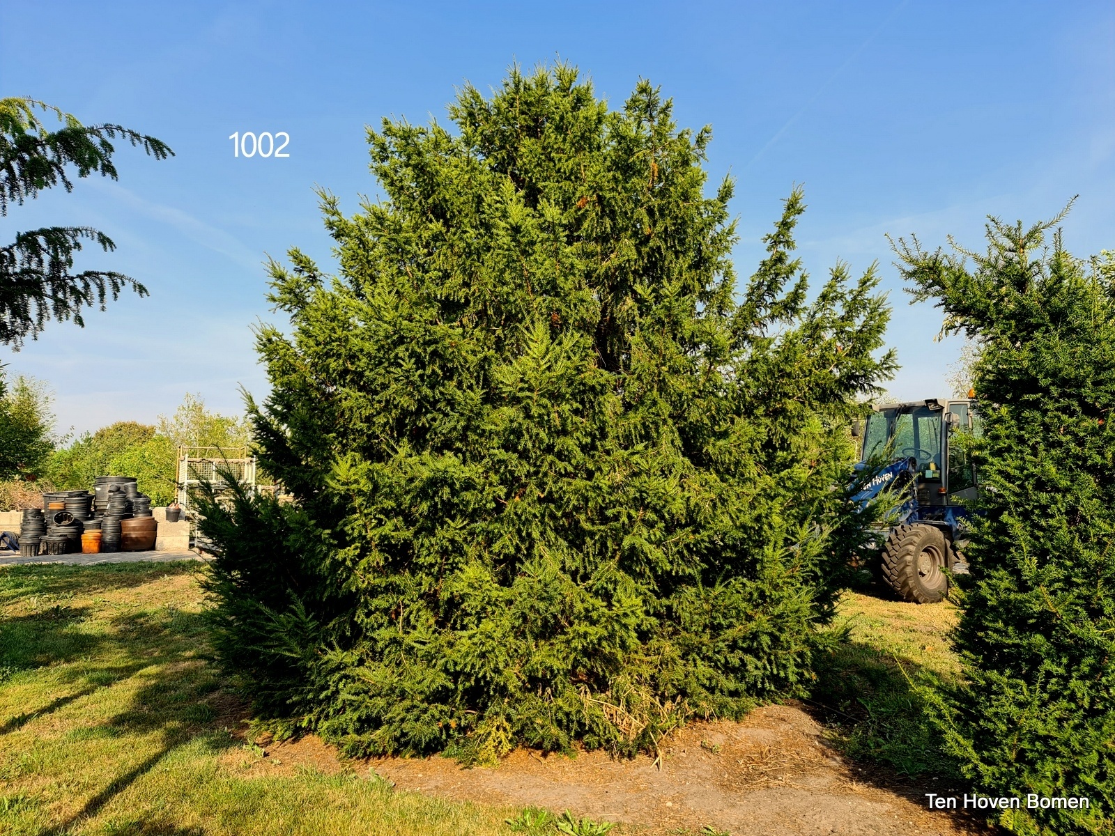 Venijnboom, Taxus baccata kopen