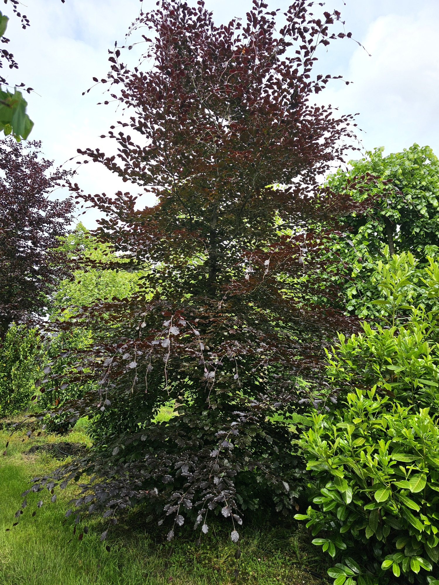 Een solitaire Rode Beuk kopen in groot formaat?