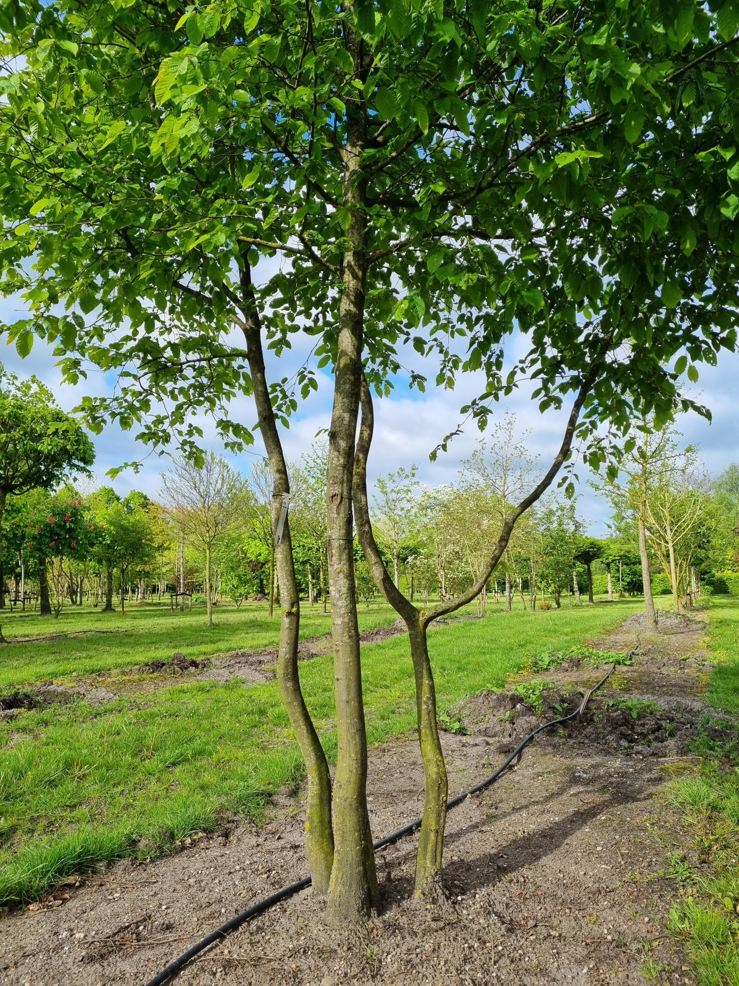 De carpinus als bijzondere meerstammige boom!