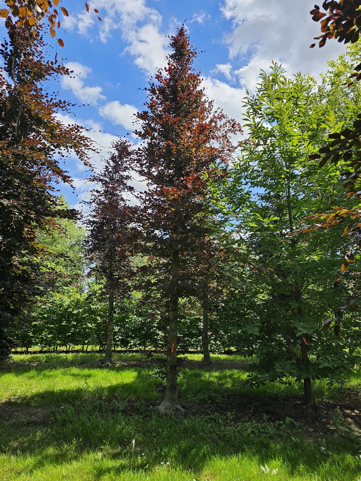 Grote Rode beuk kopen voor direct resultaat in de tuin?