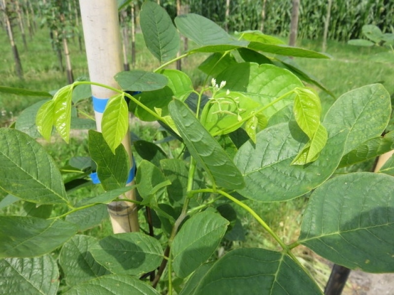 Geelhout, Cladrastis kentukea kopen