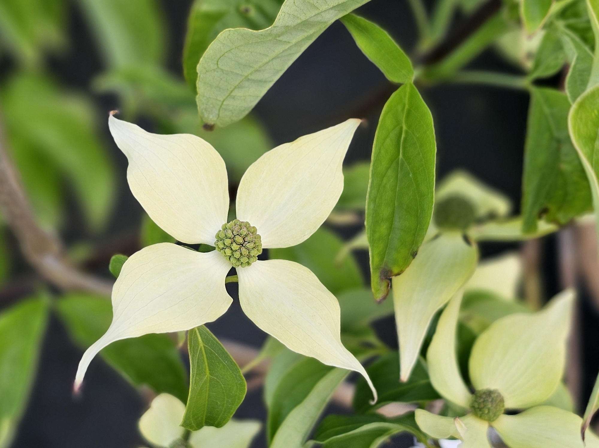 Japanse grootbloemige kornoelje 'Robert's Select', Cornus kousa 'Robert's Select' kopen