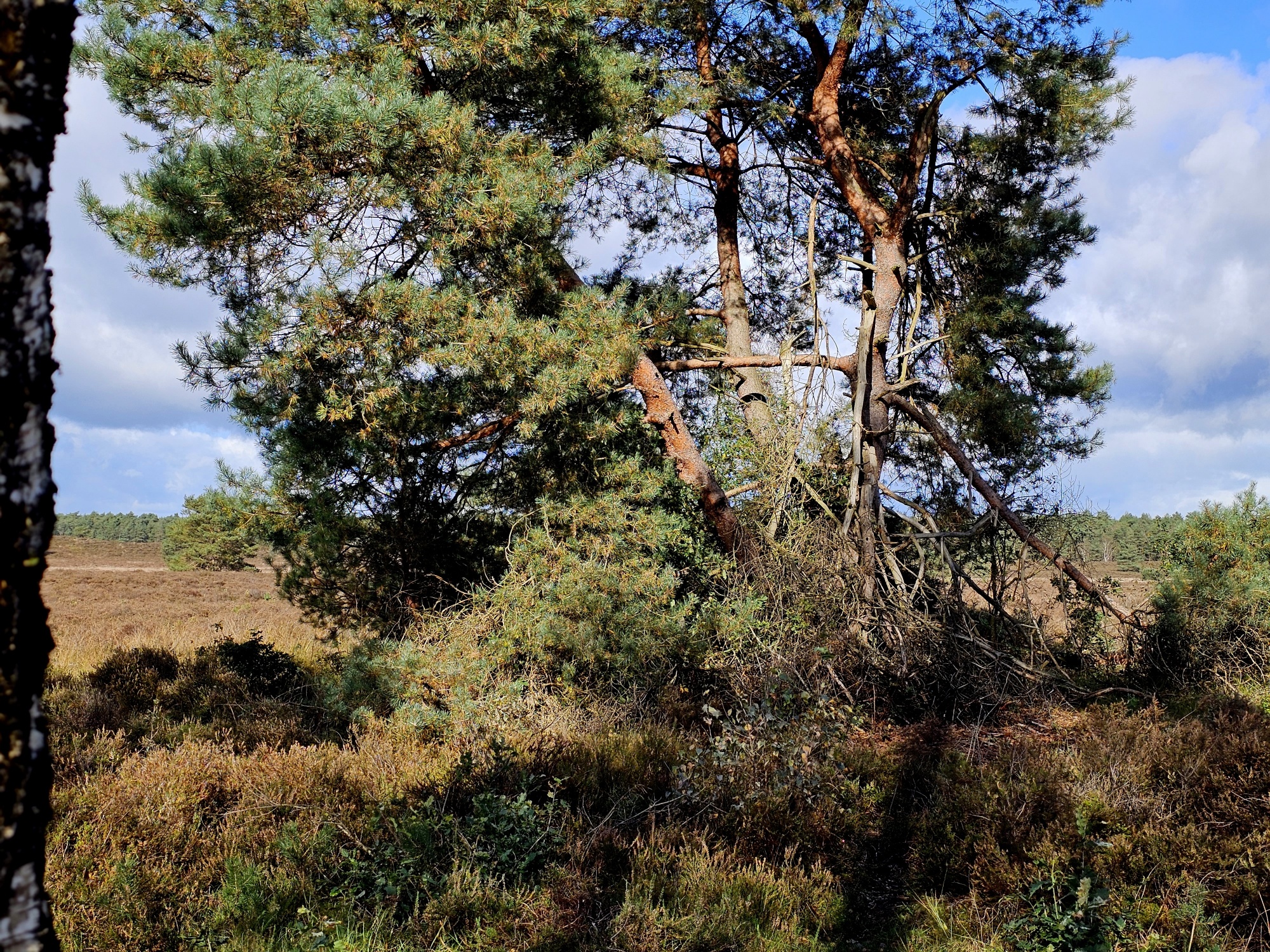 Grove Den, Pinus sylvestris kopen