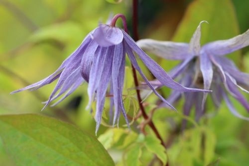 Bosrank 'Spiky', Clematis 'Spiky' kopen