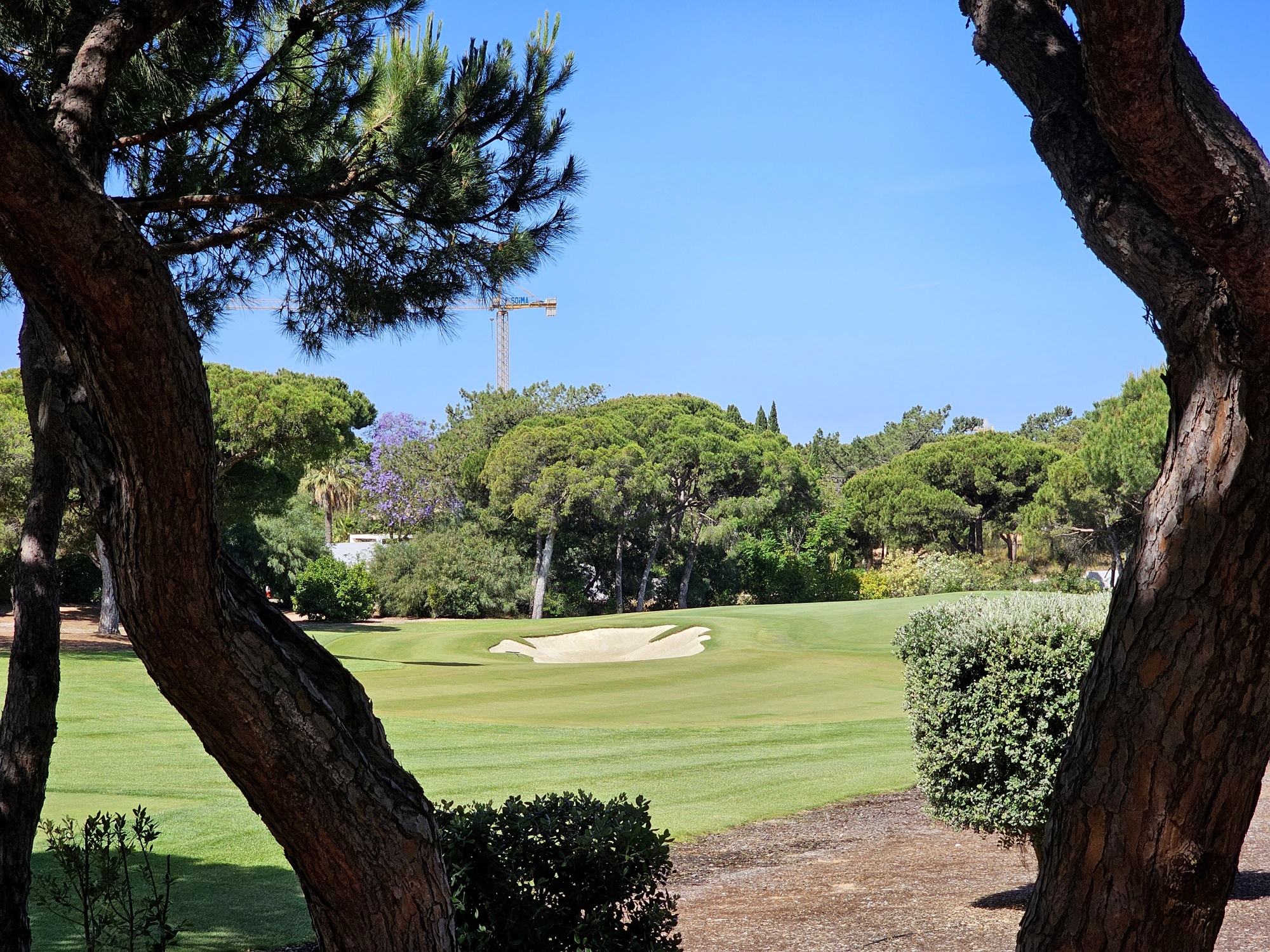 Parasolden, Pinus pinea kopen