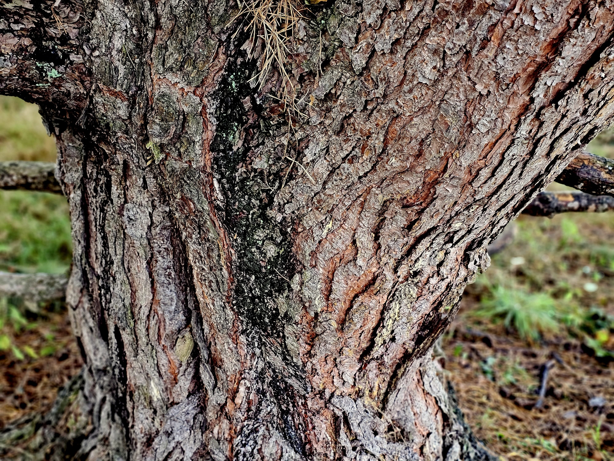 Grove Den, Pinus sylvestris kopen