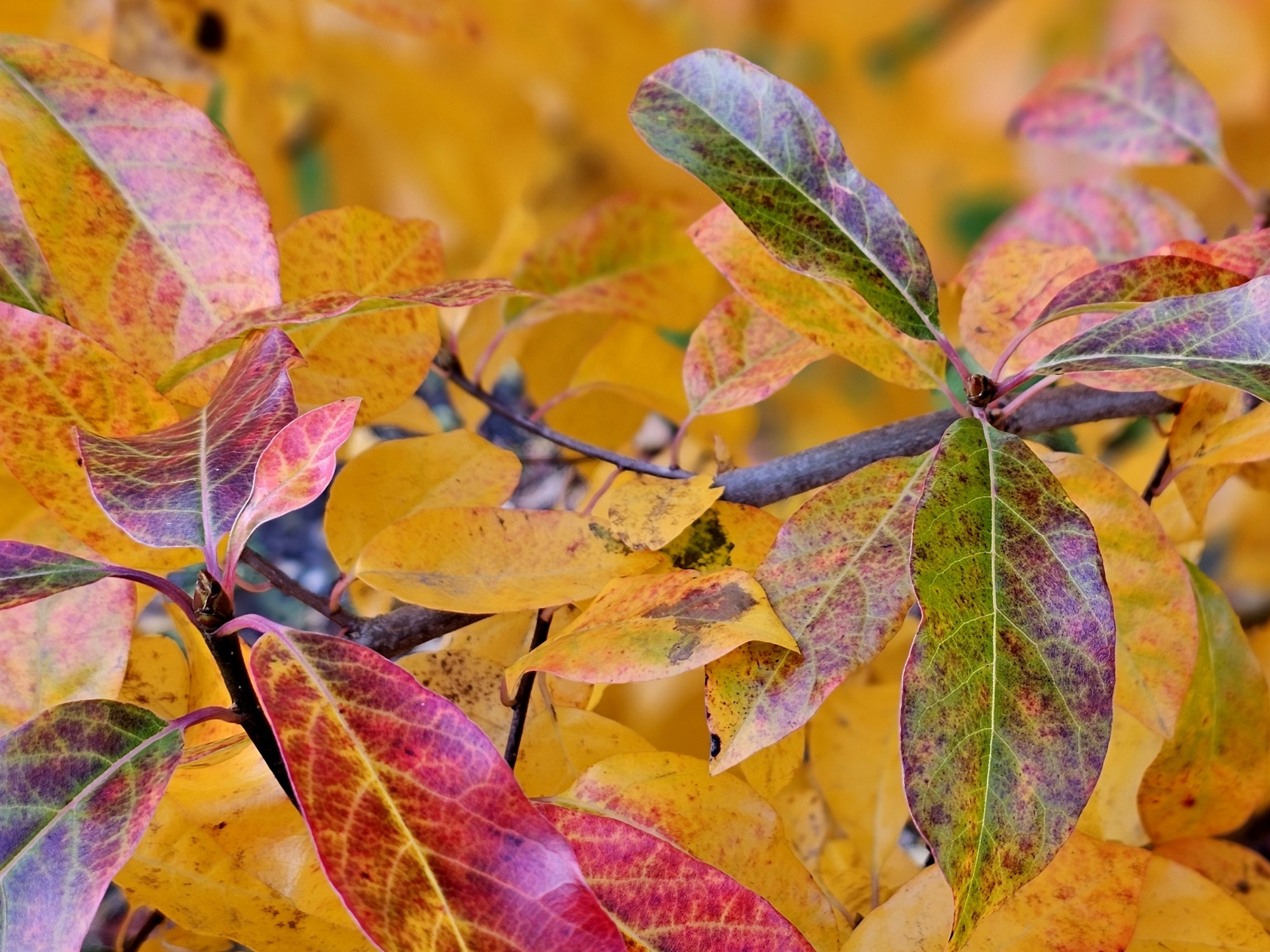 Zwarte tupeloboom, Nyssa sylvatica 'Autumn Cascades' kopen