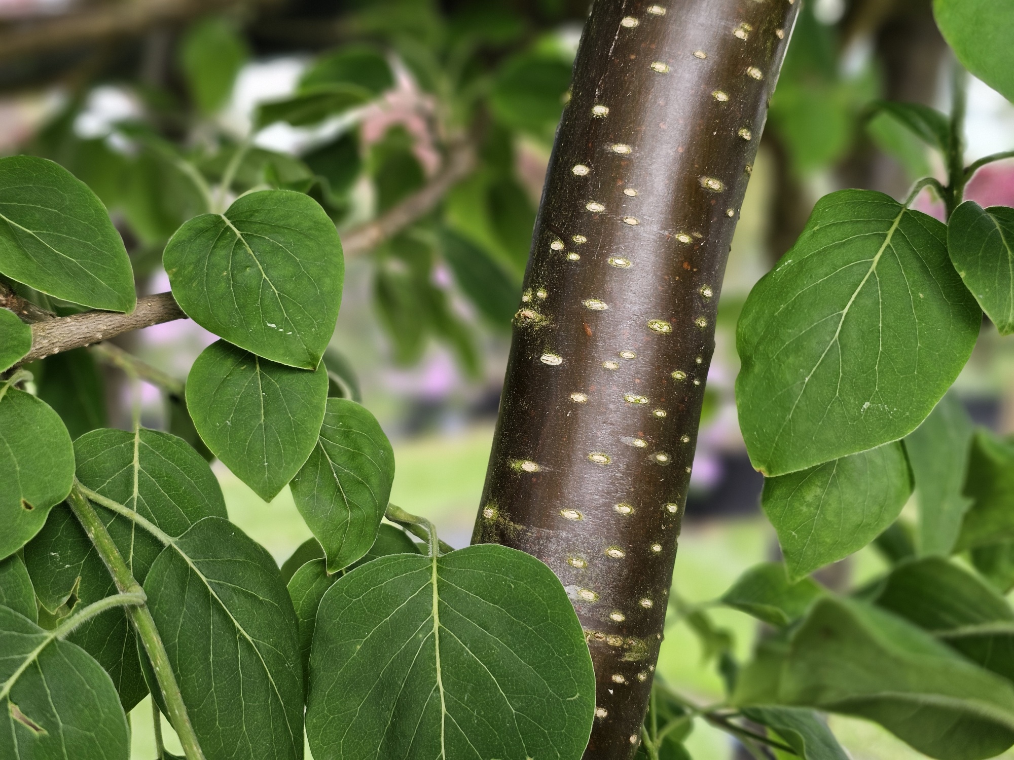 Chinese sering 'China Snow', Syringa pekinensis 'China Snow' kopen