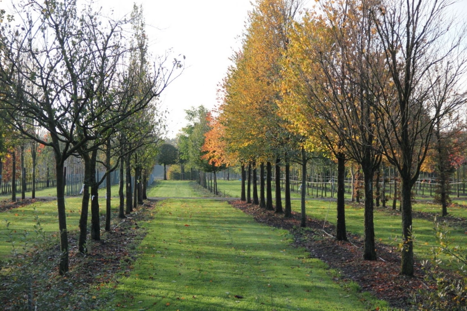 Grote volwassen bomen en struiken kopen?