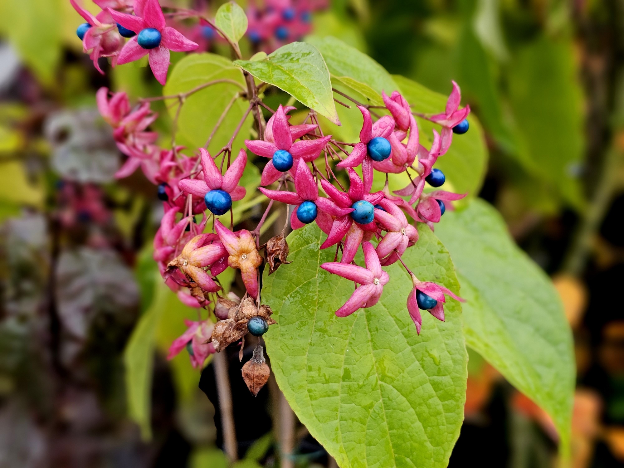 Kansenboom, Clerodendrum trichotomum kopen