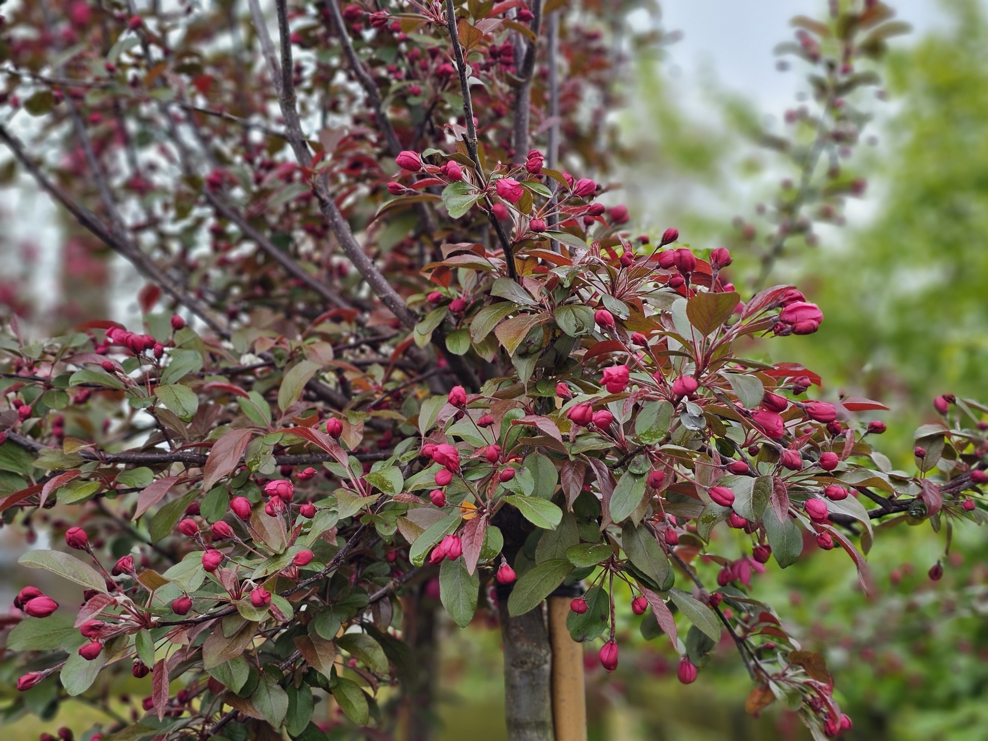 Sierappel 'Freja', Malus toringo 'Freja' kopen