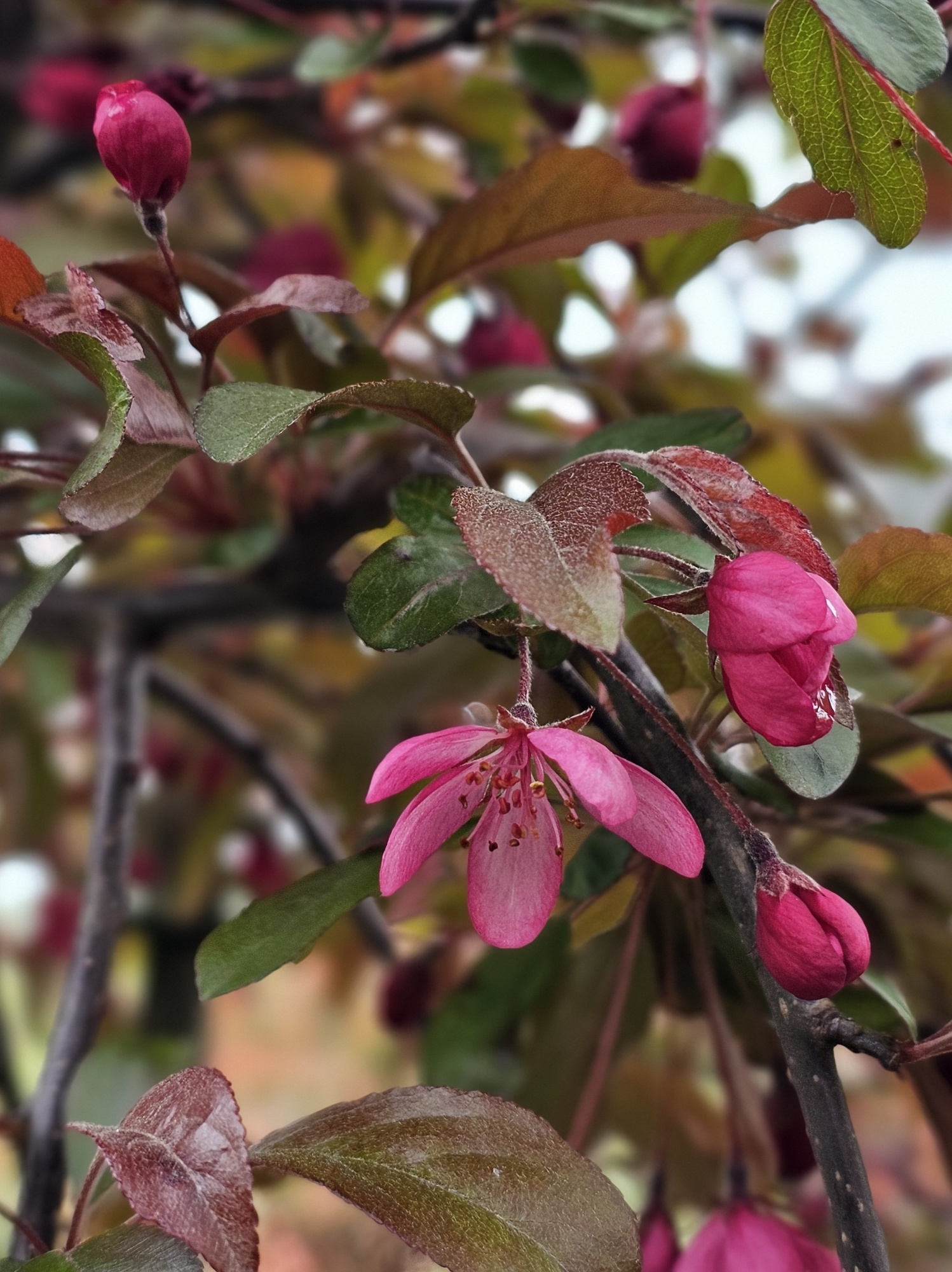Sierappel 'Freja', Malus toringo 'Freja' kopen