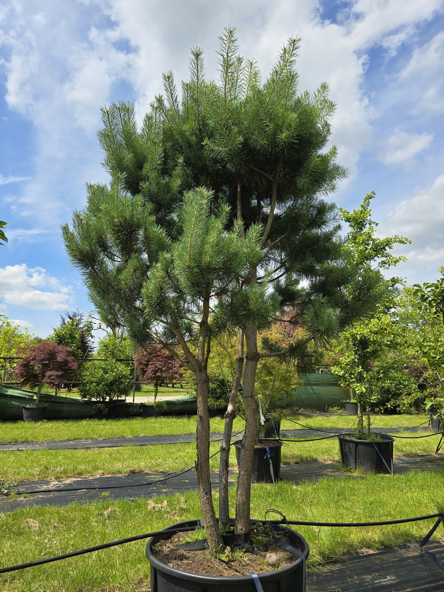 Grove Den, Pinus sylvestris kopen