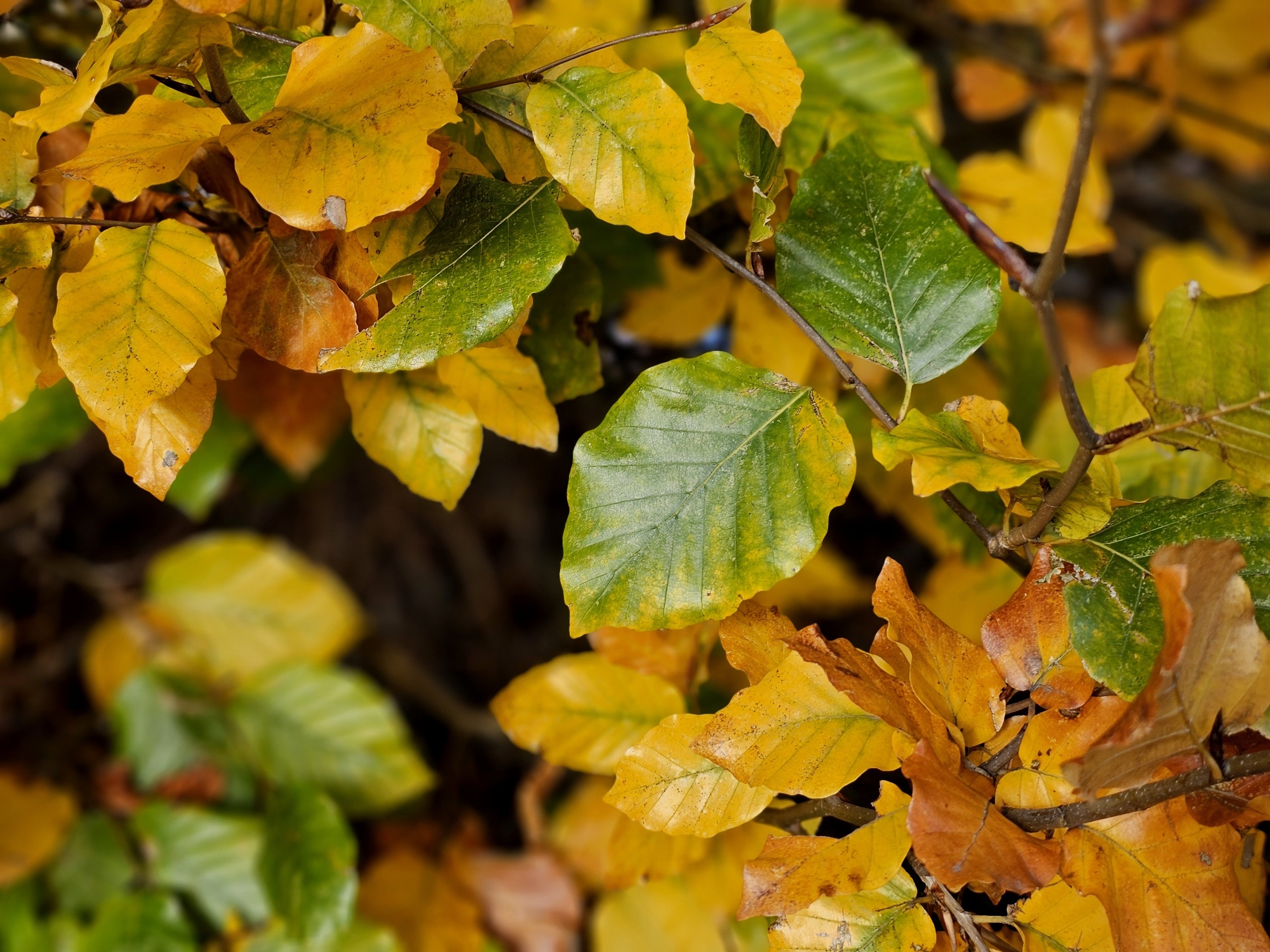 Gewone Beuk, Groene Beuk, Fagus sylvatica kopen