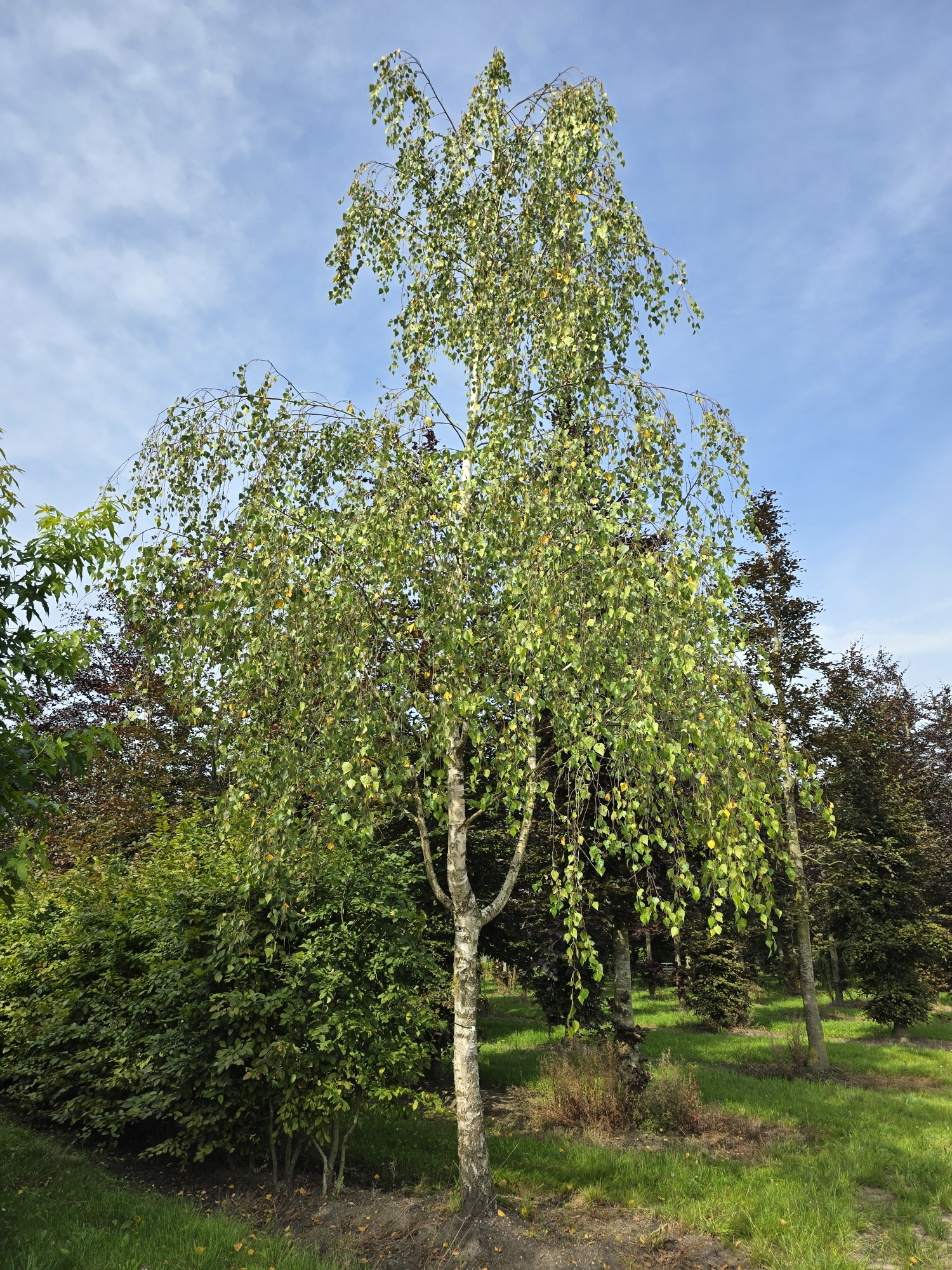 Ruwe Berk, Betula pendula kopen