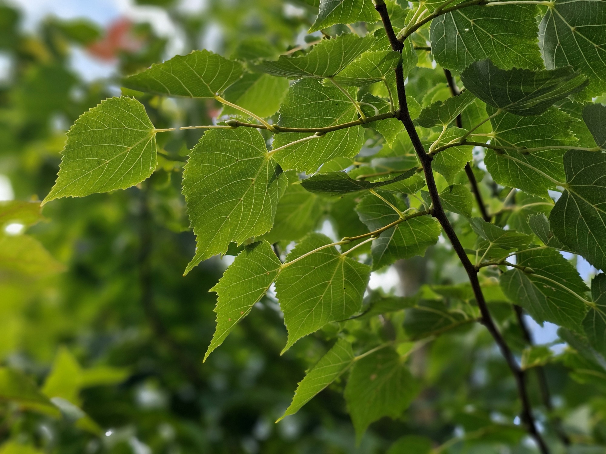 Mongoolse Lindeboom, Tilia mongolica 'Buda' kopen
