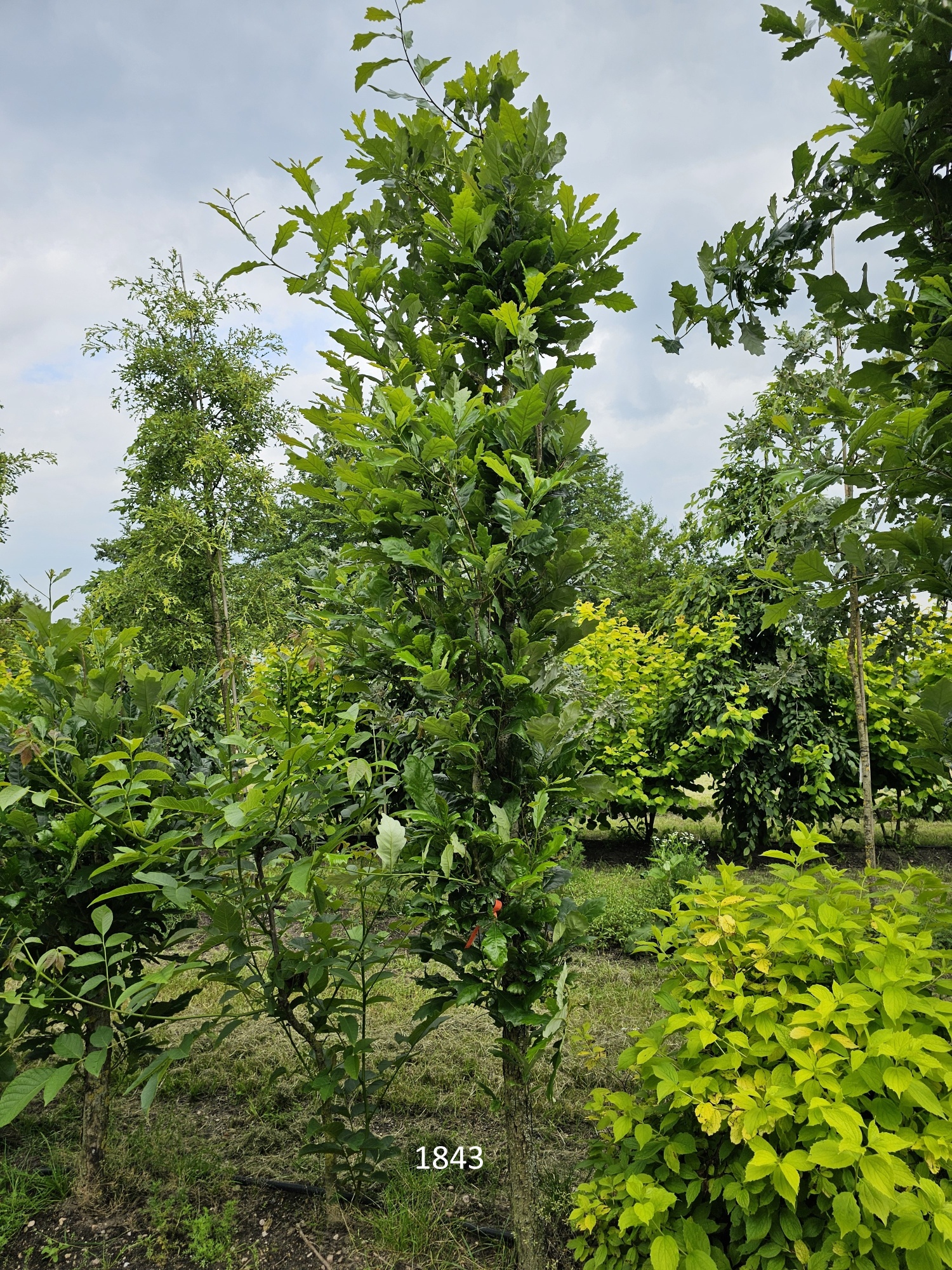 Quercus warei 'Regal Prince'