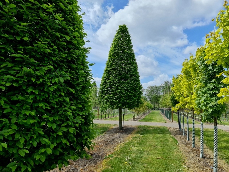 Carpinus betulus als bijzondere hoogstam boom