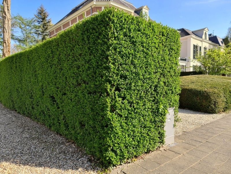 Haagliguster, Ligustrum ovalifolium kopen