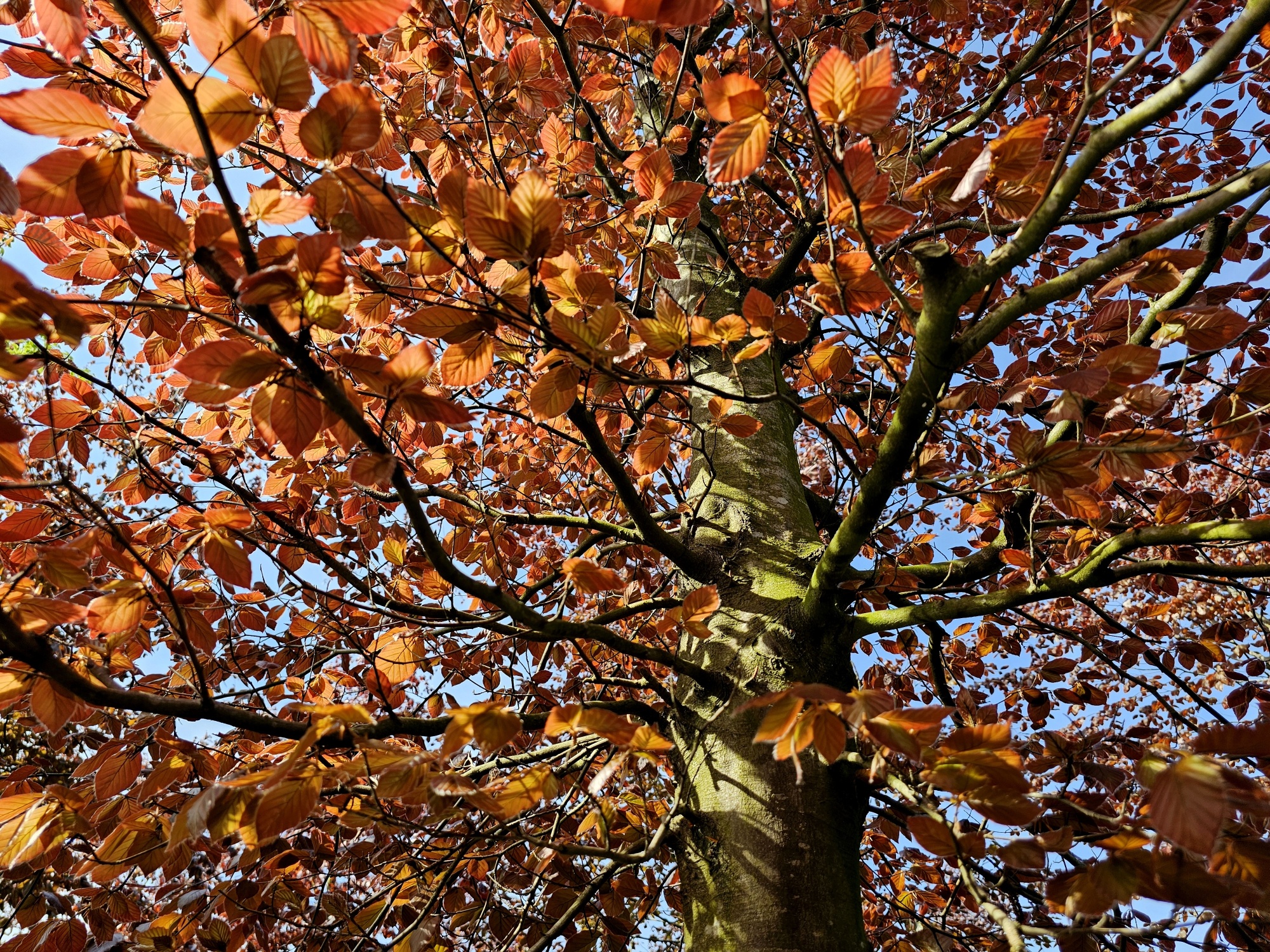 Zoekt u een grote rode beuk? Nr 992 is een prachtig exemplaar.