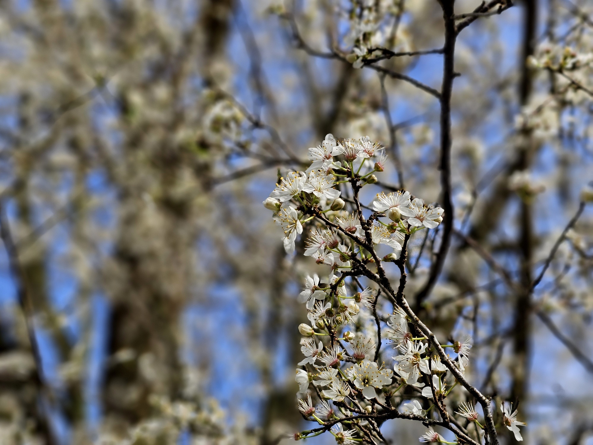 Sleedoorn, Prunus spinosa kopen
