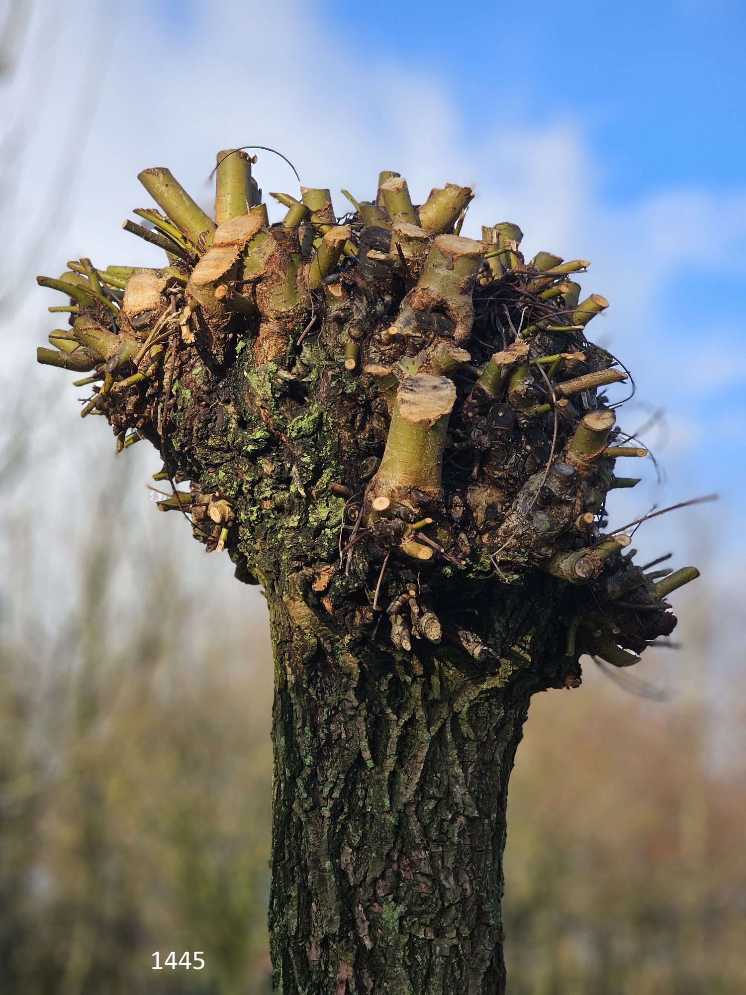 Knotwilg, Salix alba kopen