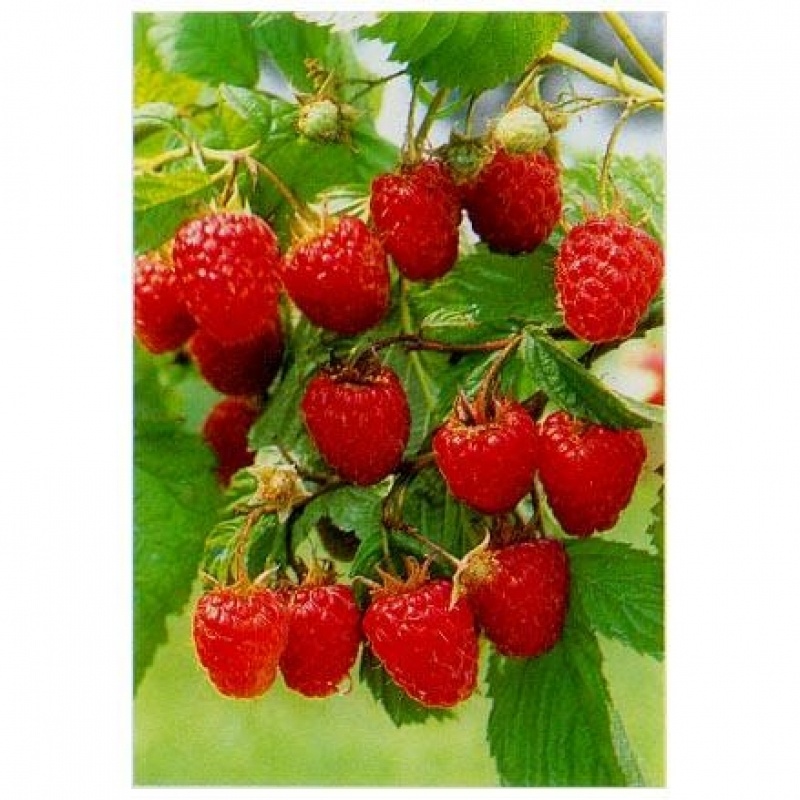 Zomerframboos 'Malling Promise', Rubus idaeus 'Malling Promise' kopen