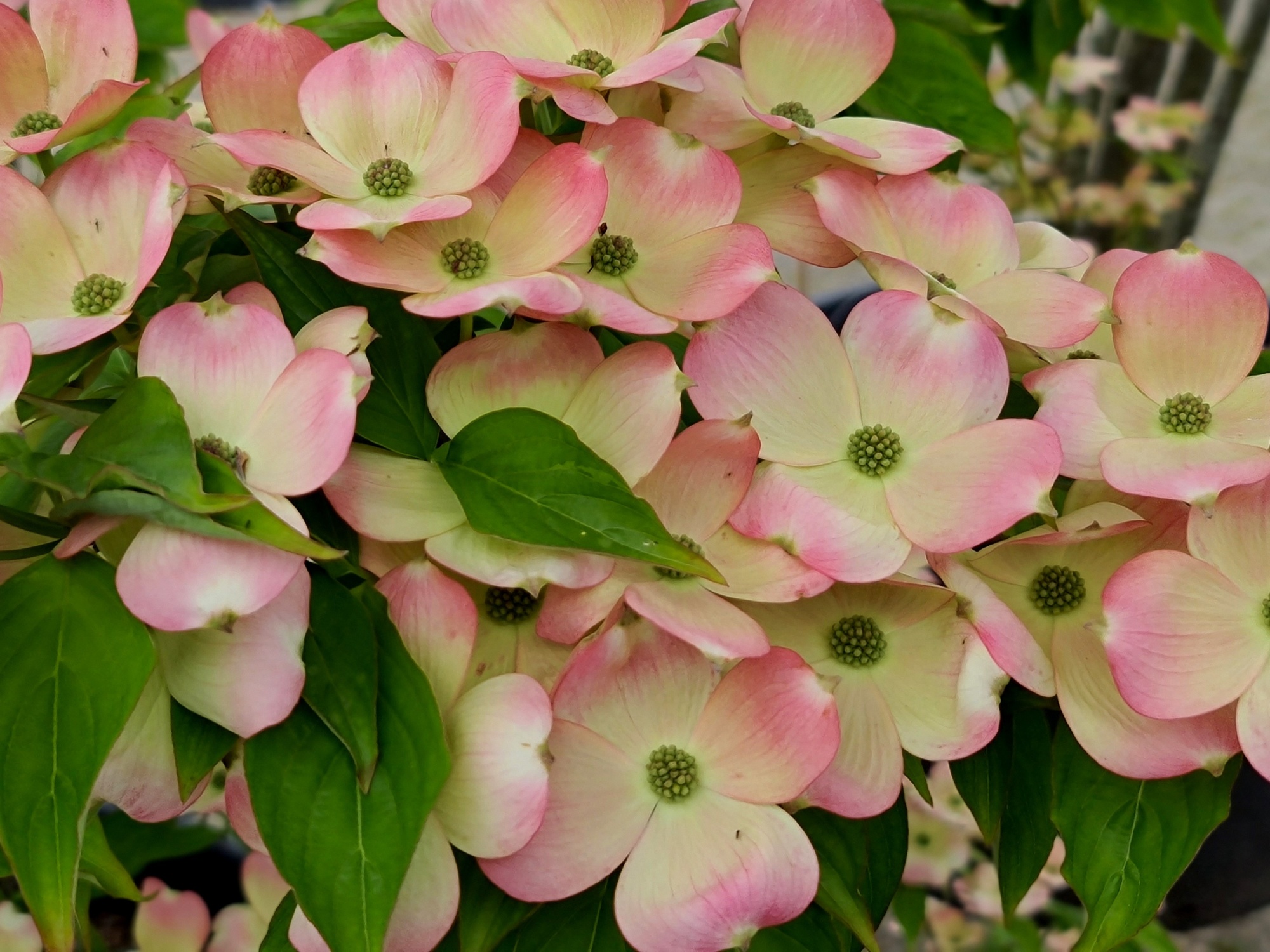 Kornoelje 'Stellar Pink', Cornus 'Stellar Pink' kopen