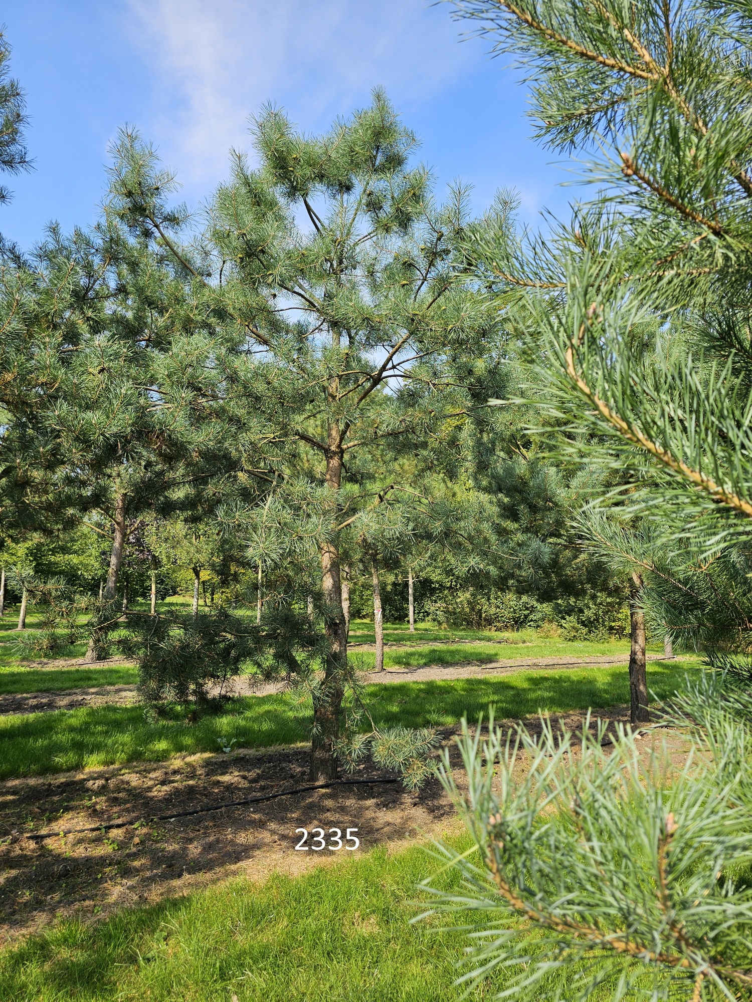 Een grote Grove den als halfstam boom kopen? | Ten Hoven Bomen