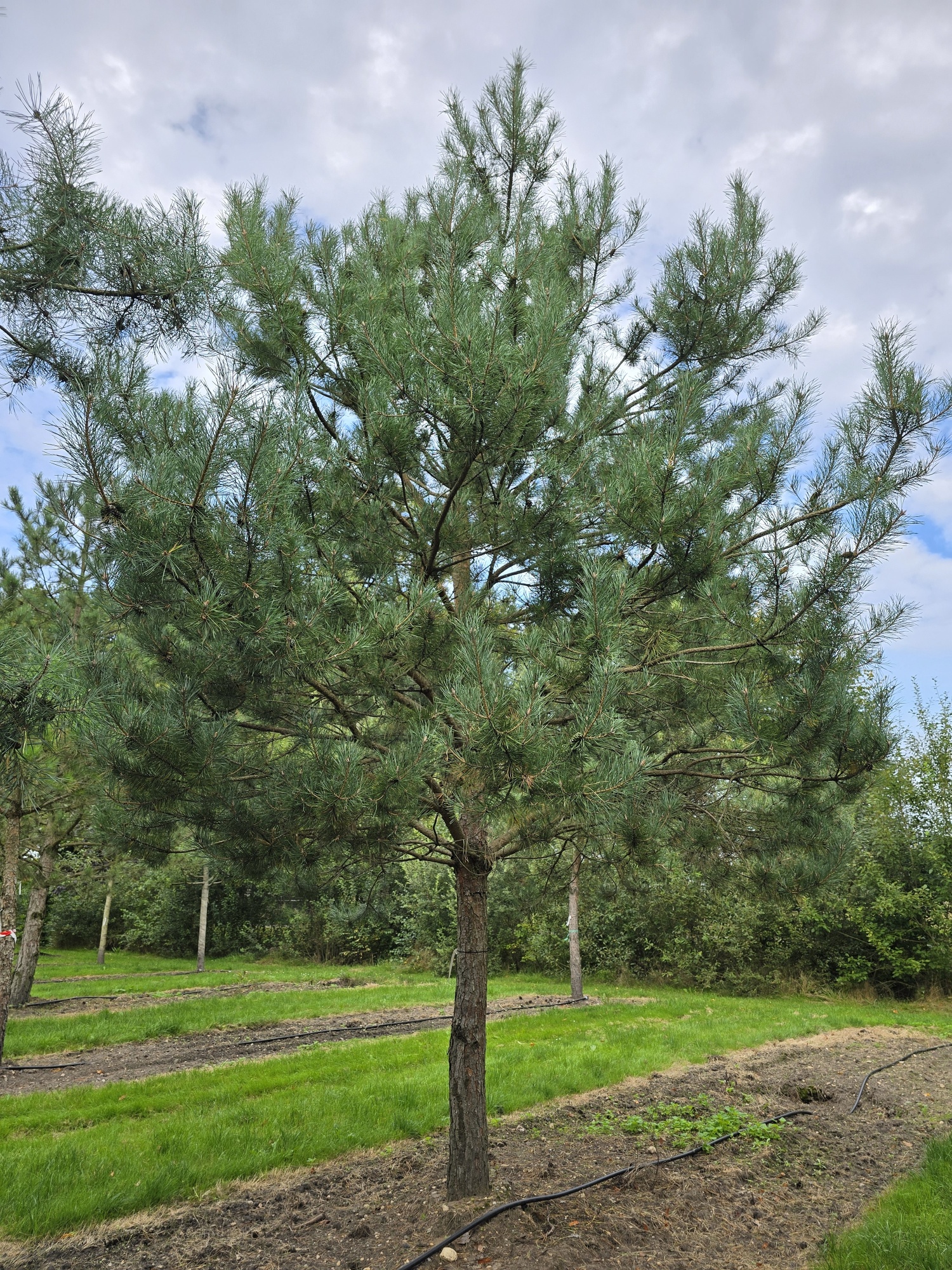 Grove Den, Pinus sylvestris kopen