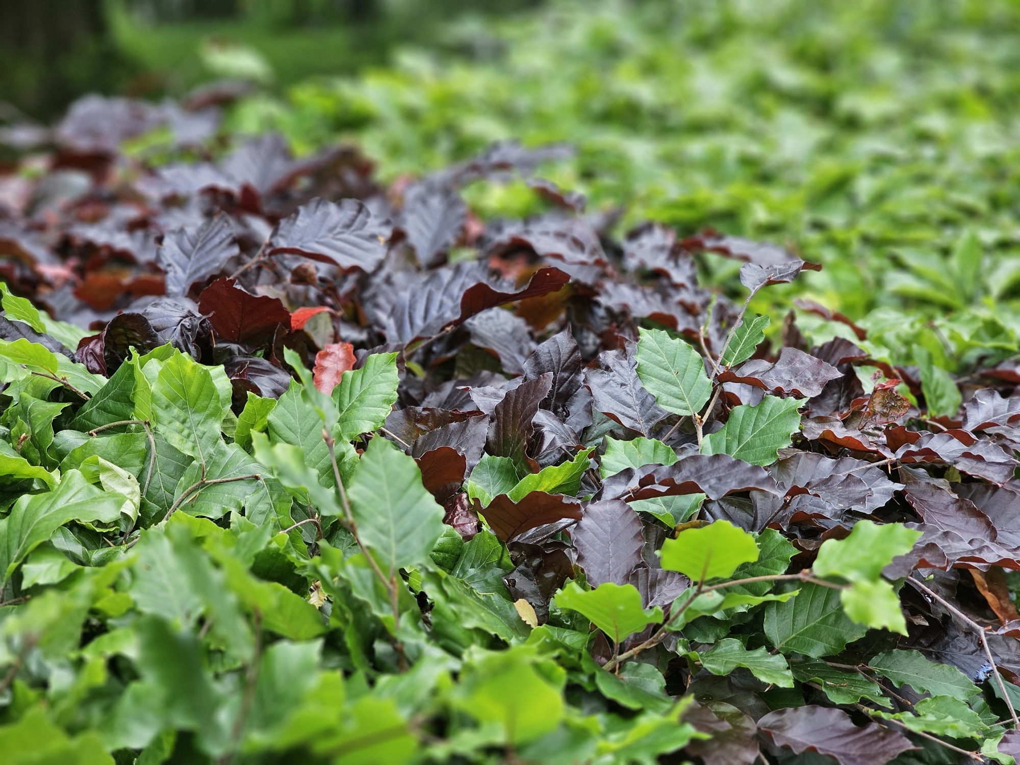 Rode Beuken voor hagen, Fagus sylvatica 'Atropunicea' kopen