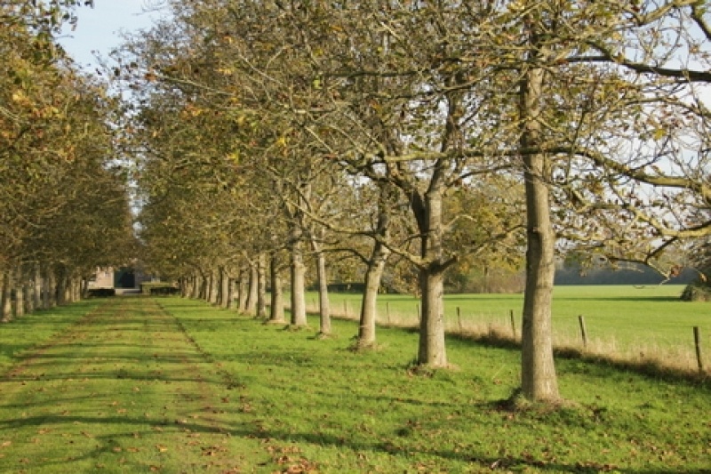 Walnoot 'Buccaneer', Juglans regia 'Buccaneer' kopen