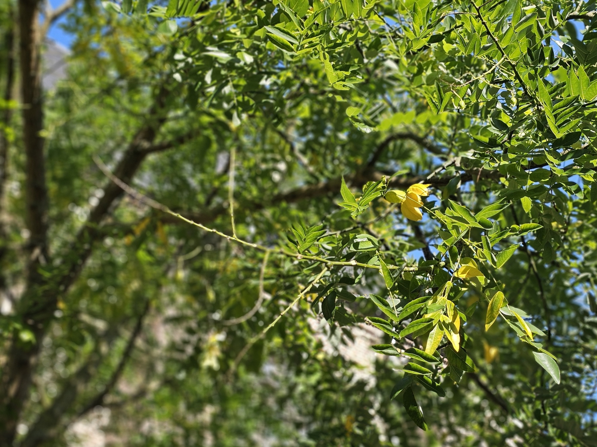 Honingboom, Sophora japonica (Styphnolobium japonicum) kopen