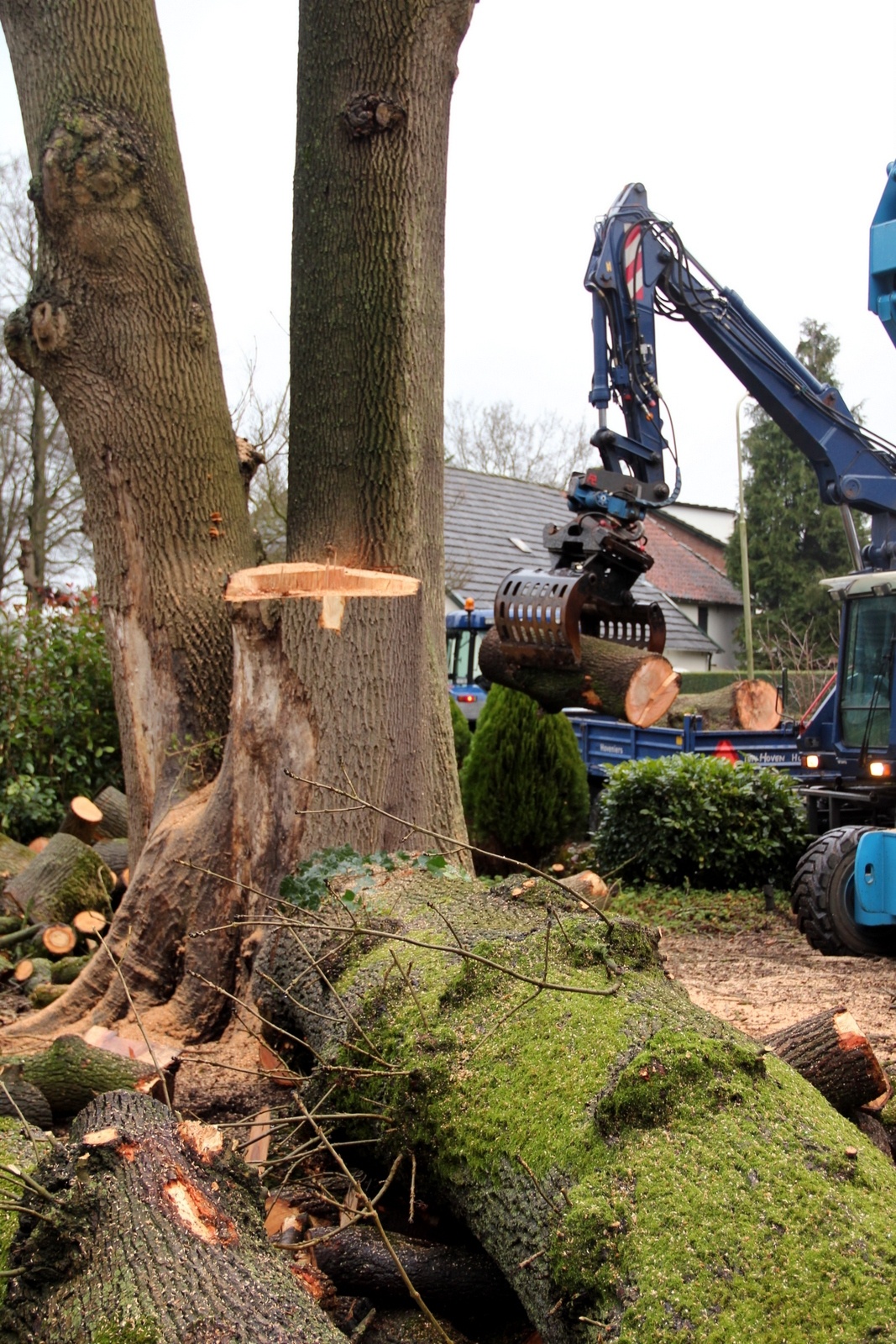 Stervende bomen geven energie door