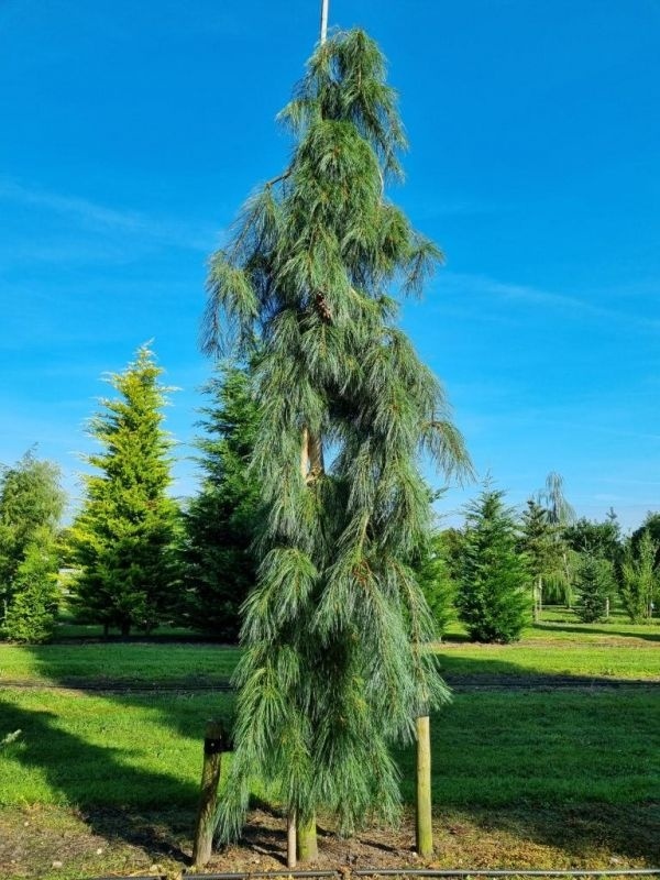 Weymouthden 'Pendula', Pinus strobus 'Pendula' kopen