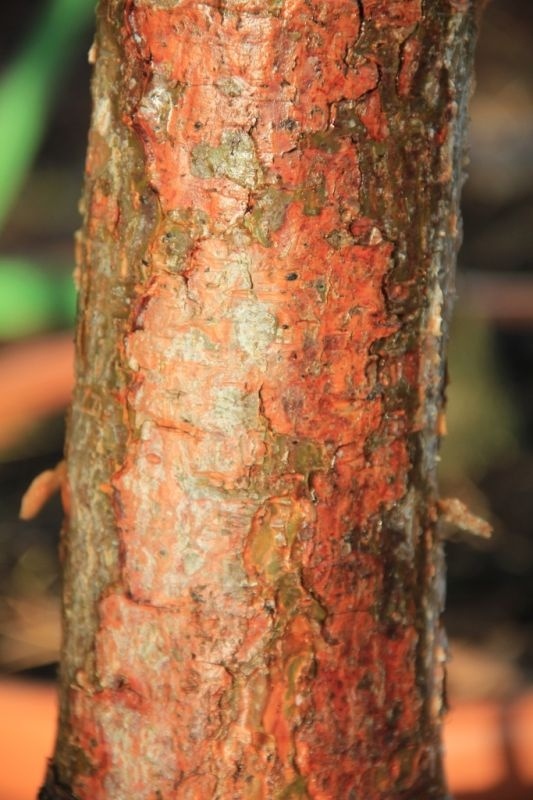 Grove den 'Glauca', Pinus sylvestris 'Glauca' kopen