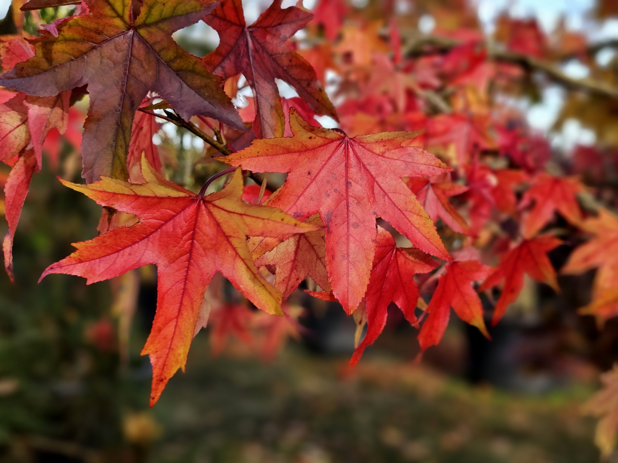 Amberboom, Liquidambar styraciflua kopen