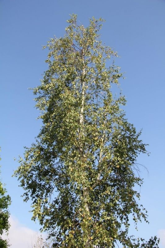 De Ruwe Berk als grote bijzondere boom