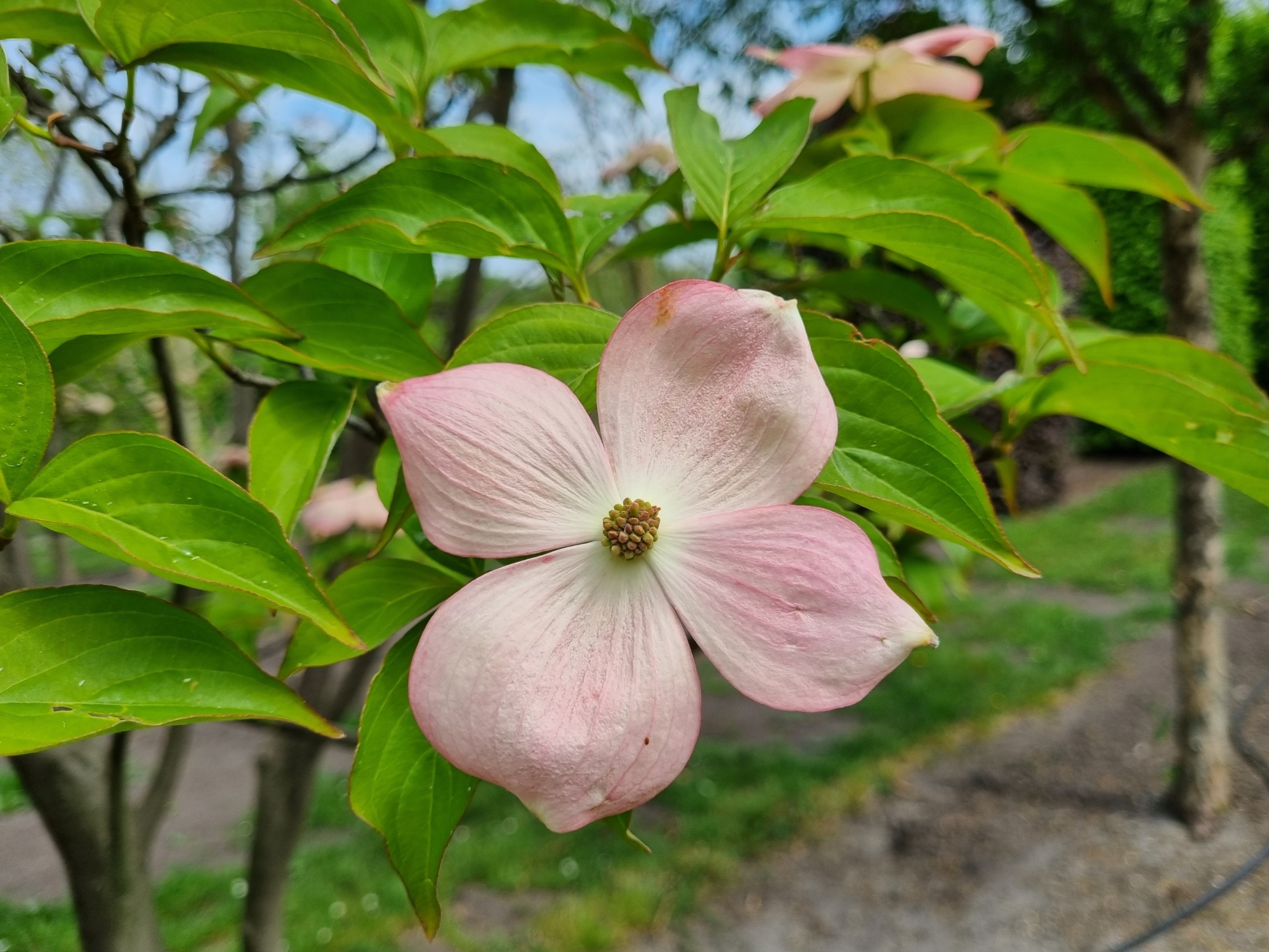 De Cornus kousa 'Stellar Pink' kopen? Ten Hoven Bomen