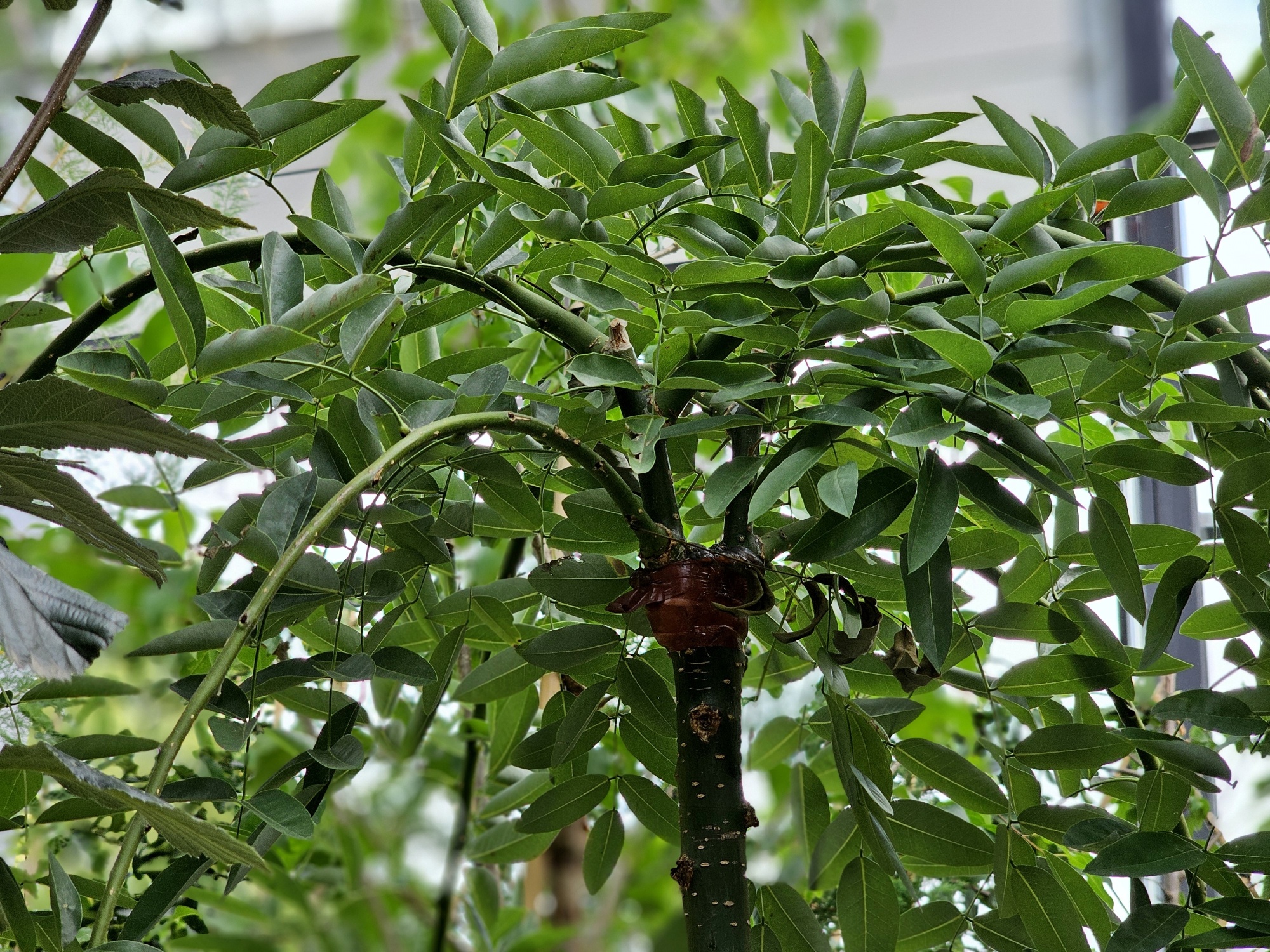 Treurvormige Japanse Honingboom, Sophora Japonica 'Pendula' kopen